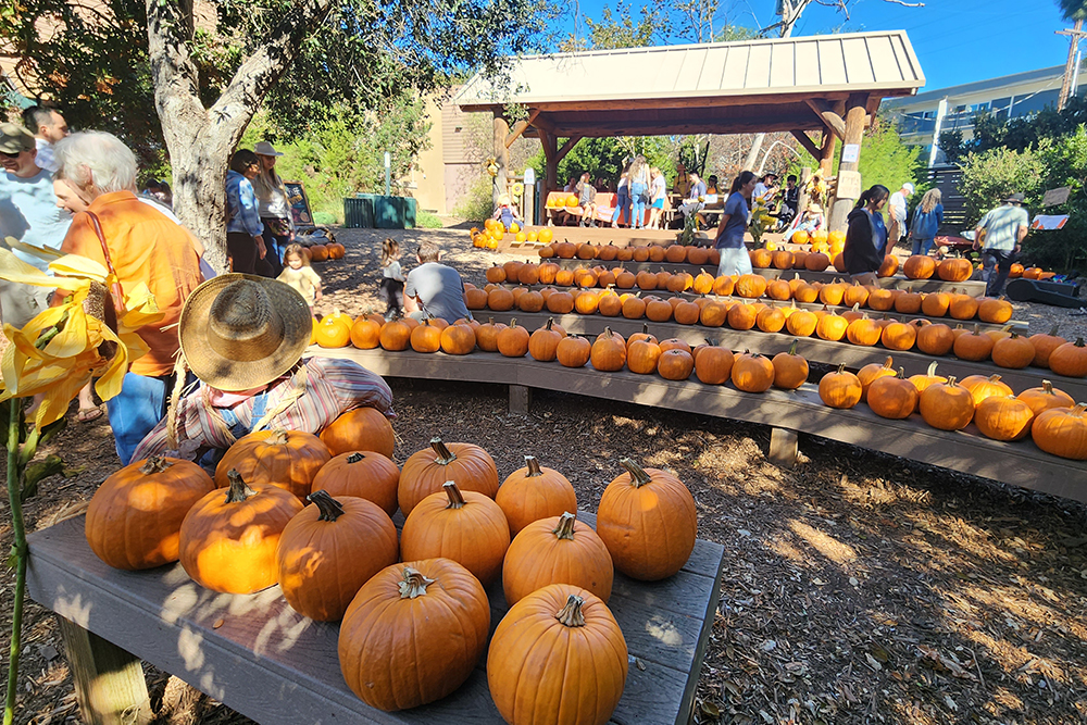 Celebrating the 48th Annual Fall Faire at the Environmental Nature ...